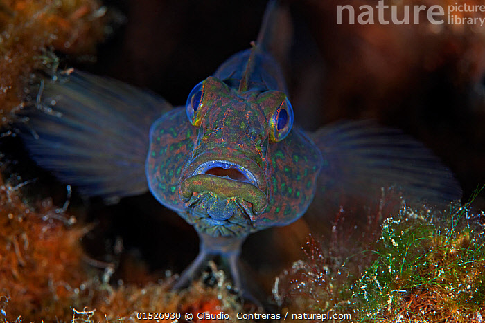 Stock photo of Crested goby (Lophogobius cyprinoides) portrait in ...