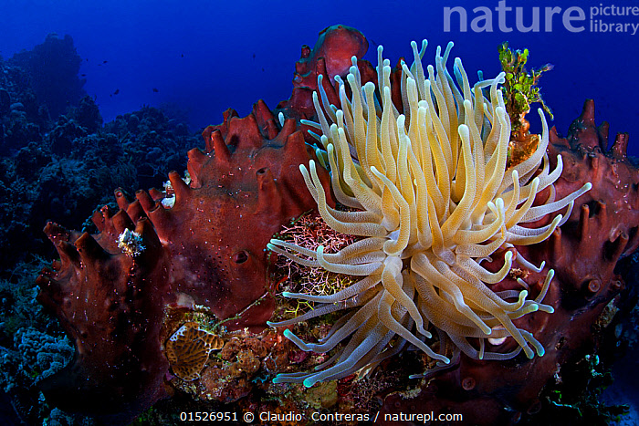 Stock photo of Giant anemone (Condylactis gigantea) Cozumel Reefs ...
