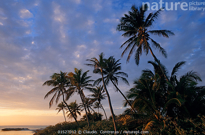 Stock photo of Coconut palm tree (Cocos nucifera) Contoy Island ...