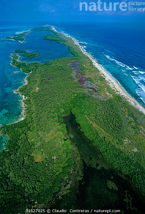 Stock photo of Aerial view of Red mangrove (Rhizophora mangle) forest ...