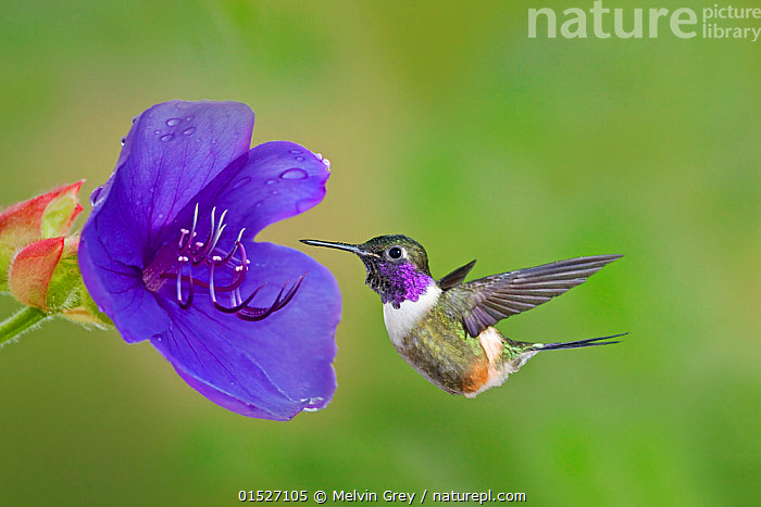 Stock photo of Purple-throated woodstar hummingbird (Calliphlox ...