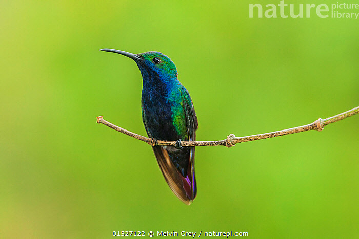 Stock photo of Black-throated mango hummingbird (Anthracothorax ...
