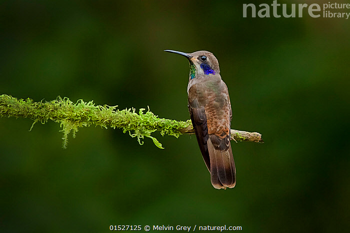 Stock photo of Brown violetear hummingbird (Colibri delphinae ...