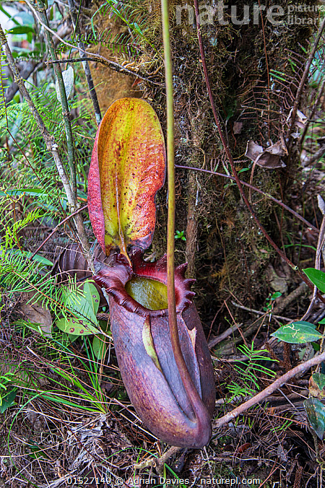 Stock photo of Pitcher plant (Nepenthes rajah) Mount Kinabalu, Sabah ...