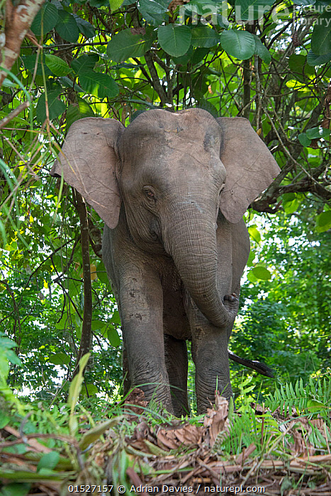 What Is A Pygmy Elephant