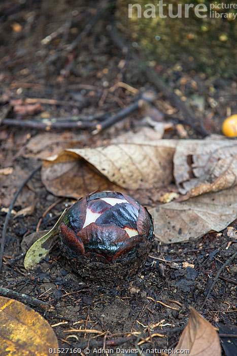 Stock photo of Rafflesia (Rafflesia keithii) bud growing on Liana ...