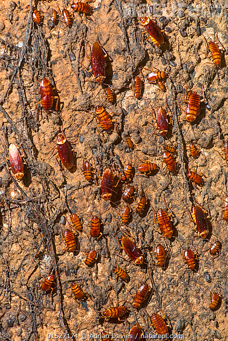 Stock photo of American cockroaches (Periplaneta americana) on wall of ...