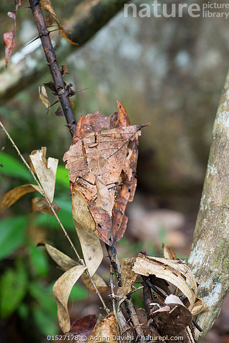 Stock photo of Dead-leaf mantis (Deroplatys dessicata) camouflaged on ...