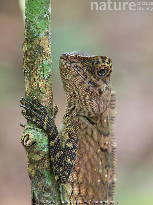 Stock photo of Short crested forest dragon (Gonocephalus liogaster ...