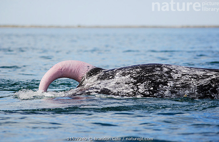 Whale Dork Size