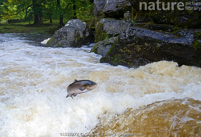 Stock photo of Atlantic Salmon (Salmo salar) jumping up a waterfall ...