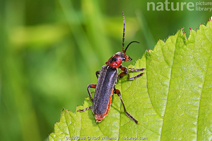 Stock photo of Soldier beetle (Cantharis rustica) on leaf, Brockley ...