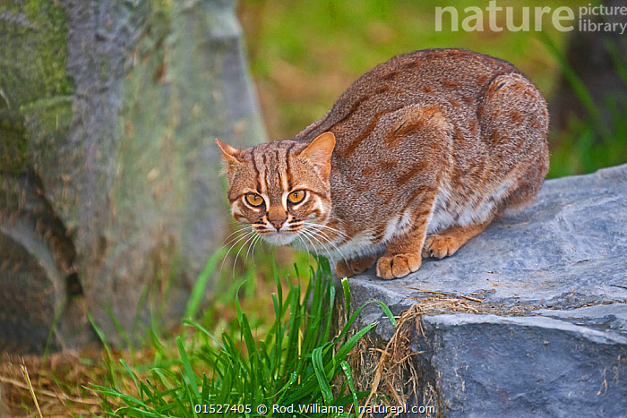 Stock photo of Male Rusty spotted cat, Sri Lankan race (Prionailurus ...