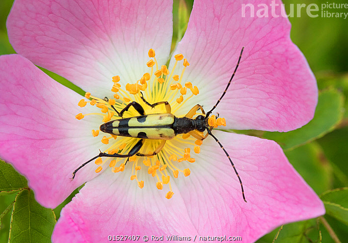 Stock photo of Longhorn beetle (Rutpela / Strangalia maculata) feeding ...