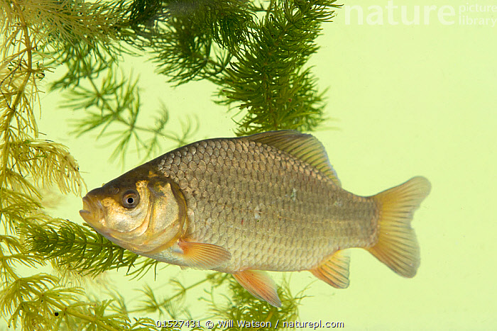 Stock photo of Crucian Carp (Carassius carassius), amongst Hornwort ...