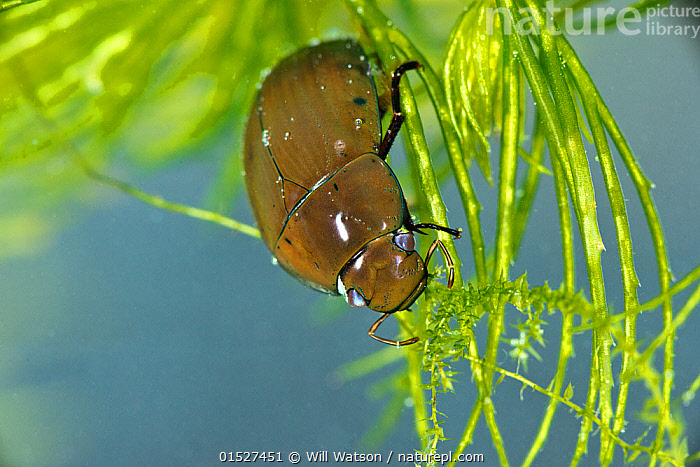 Stock photo of Lesser silver diving beetle (Hydrochara caraboides ...