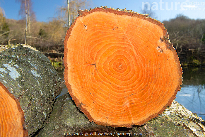 Stock photo of Alder tree (Alnus glutinosa) cut log showing growth ...