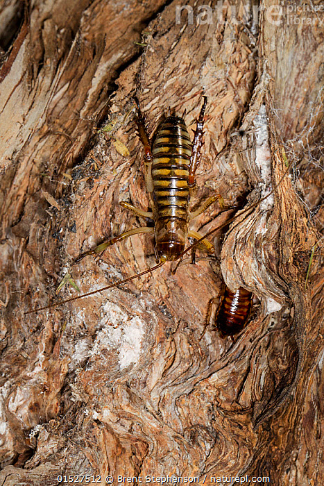 Stock photo of Two male Hawkes Bay tree wetas (Hemideina trewicki ...