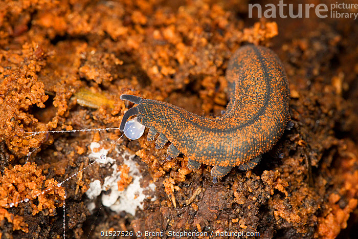 Stock photo of New Zealand peripatus / Velvet worm (Peripatoides ...