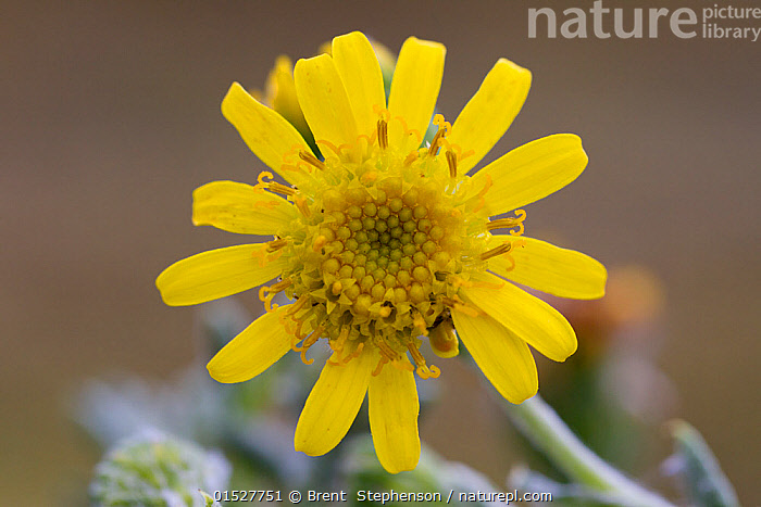 Wooly Ragwort