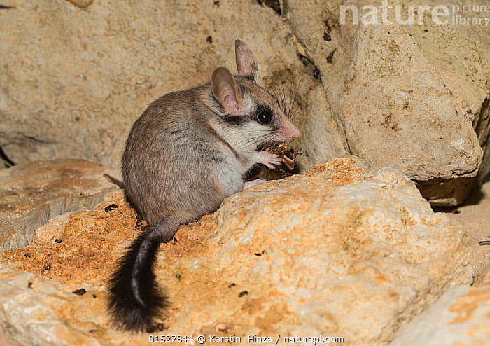 Stock photo of Female Asian garden dormouse (Eliomys melanurus) feeding ...