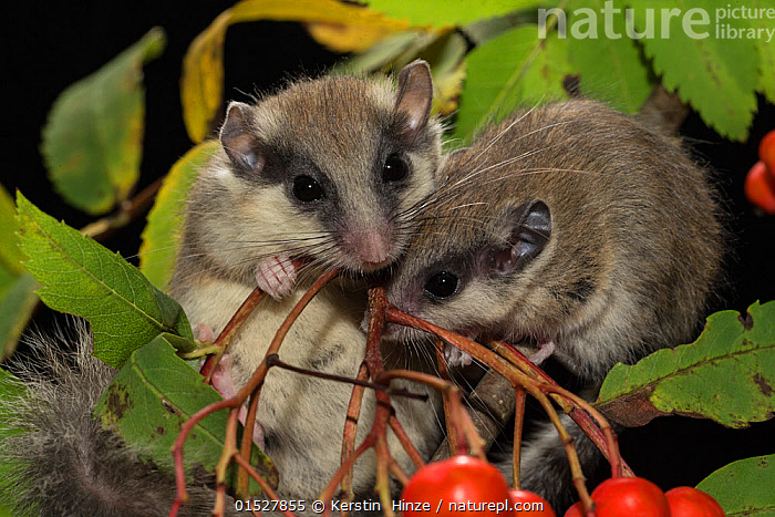 Stock photo of Two juvenile Forest dormice (Dryomys nitedula) on a ...