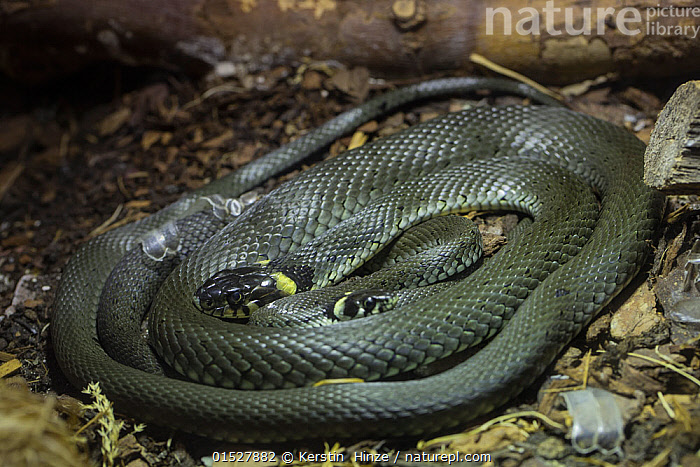 Stock photo of Two grass snakes (Natrix natrix) curled up next to each ...