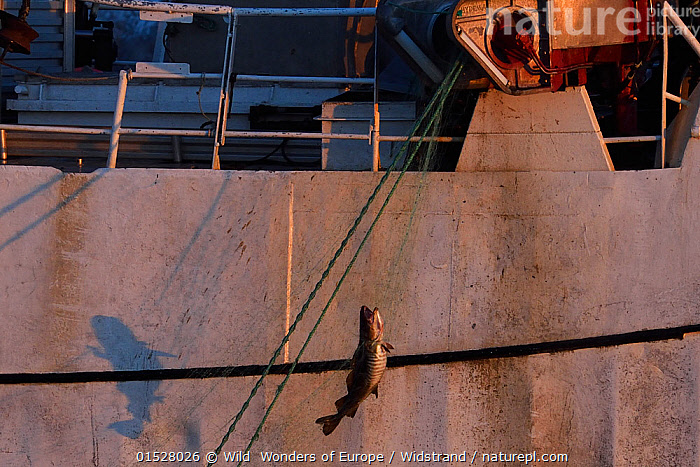 Stock photo of Atlantic cod (Gadus morhua) in fishing net being pulled ...