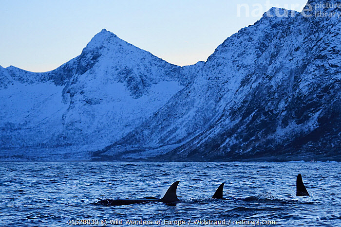 Stock photo of Three Orcas / Killer whales (Orcinus orca) surfacing ...