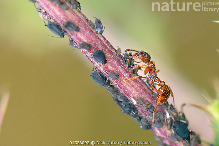 Stock photo of Red ant (Myrmica rubra) collecting honeydew from Black ...
