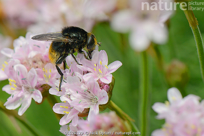 Stock photo of Female Narcissus bulb fly / Large narcissus fly (Merodon ...