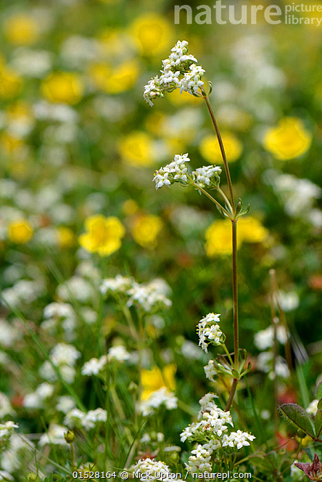 Stock photo of Heath bedstraw (Galium saxatile) flowering alongside ...