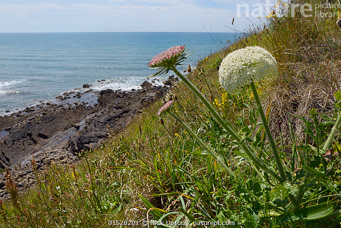Stock photo of Wild Carrot (Daucus carota) flowering on a cliff ...