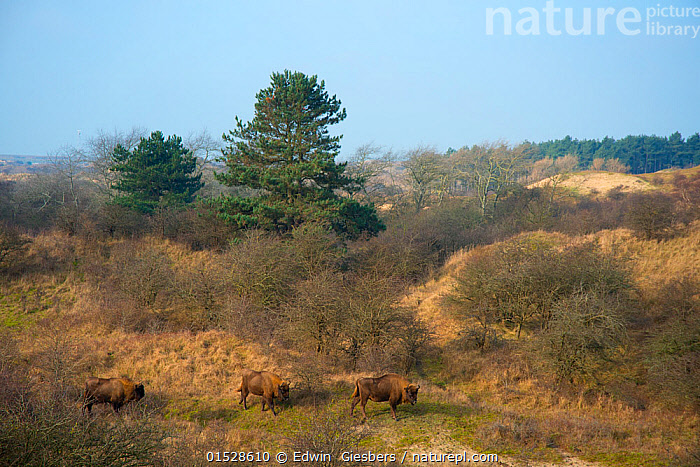 Stock photo of European bison (Bison bonasus) group of three in habitat ...
