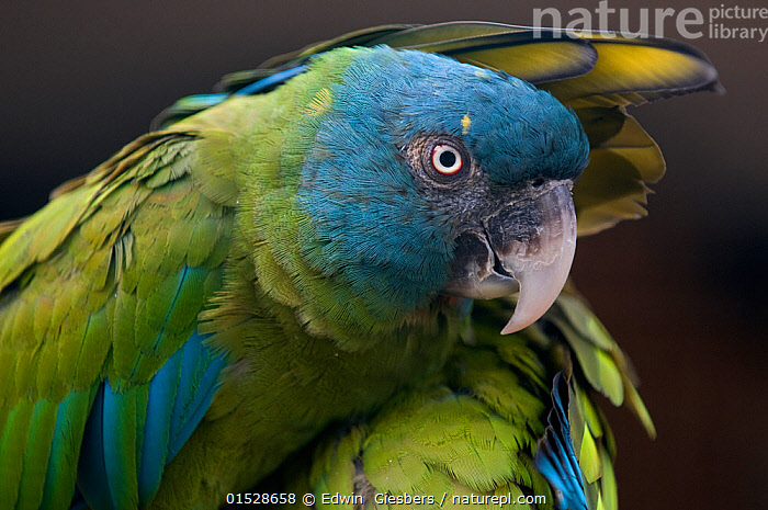 Stock photo of Blue headed macaw (Primolius couloni) one stretching its ...