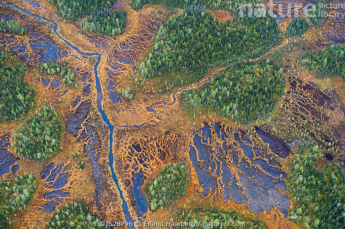 Stock photo of Aerial view of string bogs and coniferous forests ...