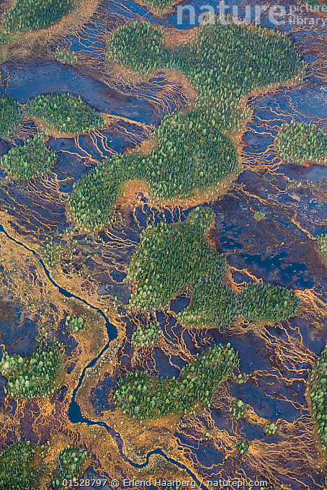 Stock photo of Aerial view of string bogs and coniferous forests ...