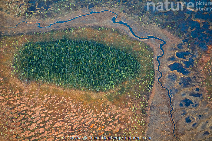 Stock photo of Aerial view of string bogs and coniferous forest, Muddus ...