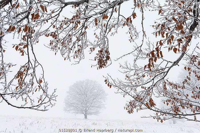 Stock photo of Frost covered European beech tree (Fagus sylvatica) in a ...