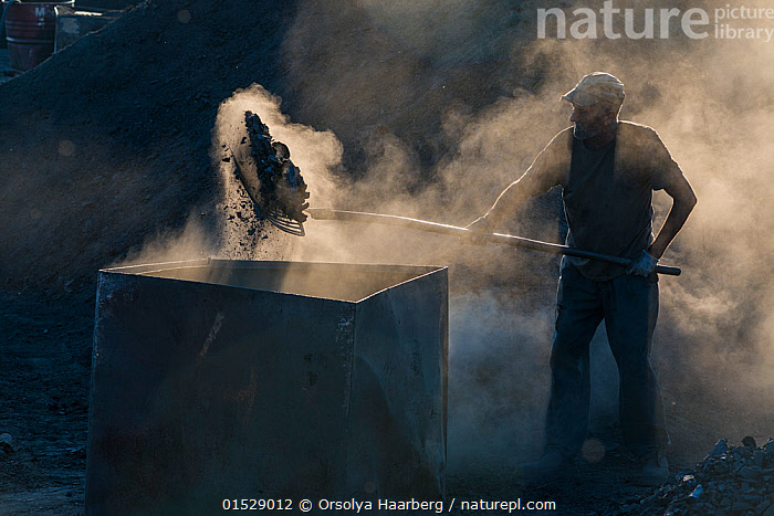 Stock photo of Charcoal burner sorting through charcoal, Transylvania ...