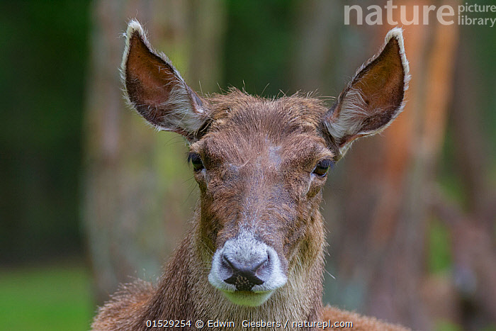 Stock photo of White lipped / Thorold's deer (Cervus albirostris ...