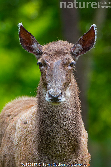 Stock photo of White lipped / Thorold's deer (Cervus albirostris ...