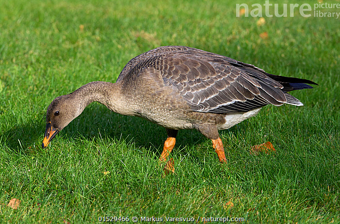 Stock photo of Juvenile Bean goose (Anser fabalis) feeding on grass ...