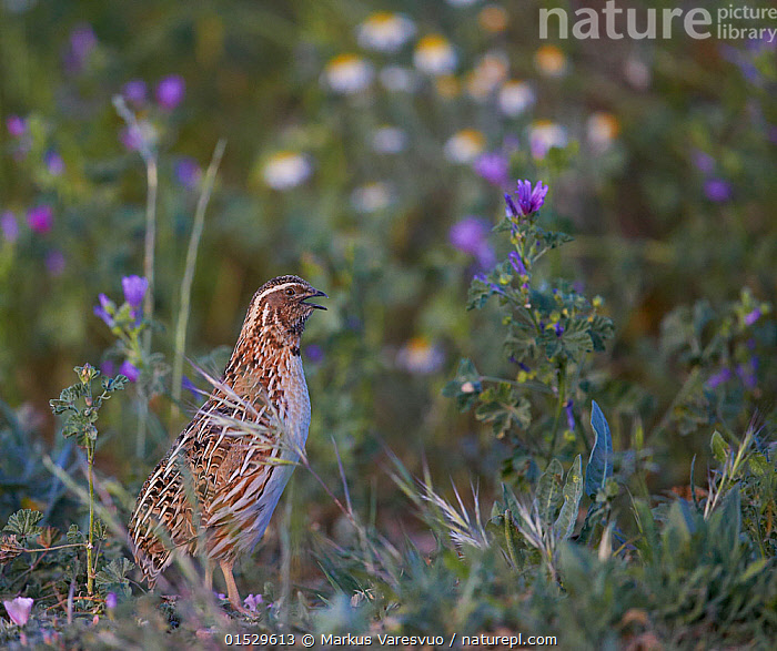 Stock photo of Male Common quail (Coturnix coturnix) calling, Spain ...