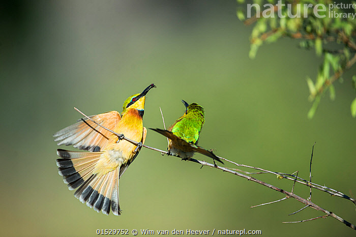 Stock photo of Little bee eaters (Merops pusillus) two, with one ...