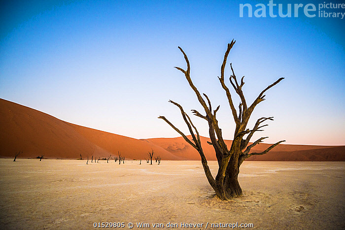 Stock photo of Ancient dead Camelthorn trees (Vachellia erioloba) with ...