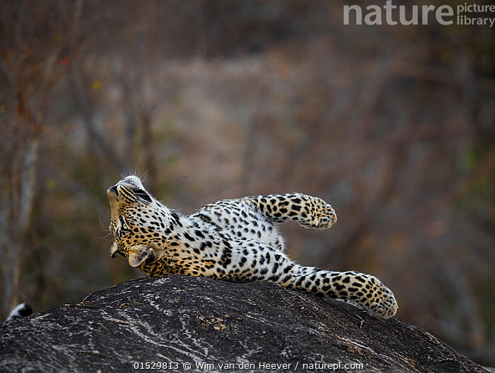 Stock photo of Leopard (Panthera pardus) male rolling on a rock ...