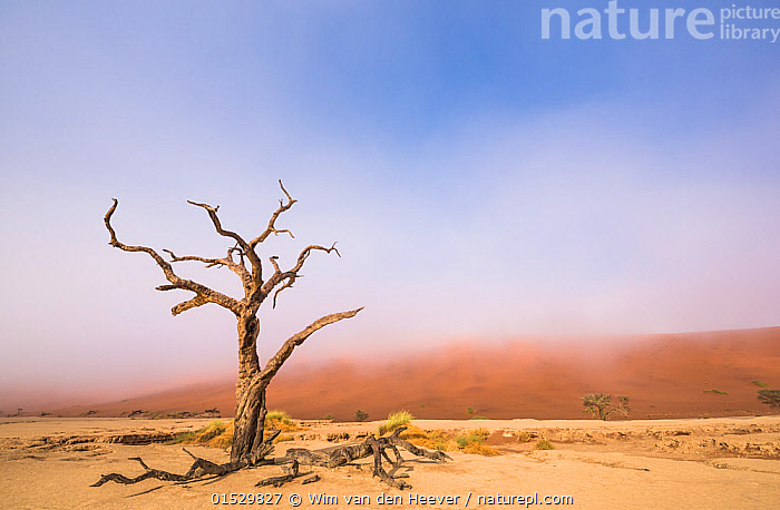 Stock photo of Ancient dead Camelthorn tree (Vachellia erioloba) trees ...
