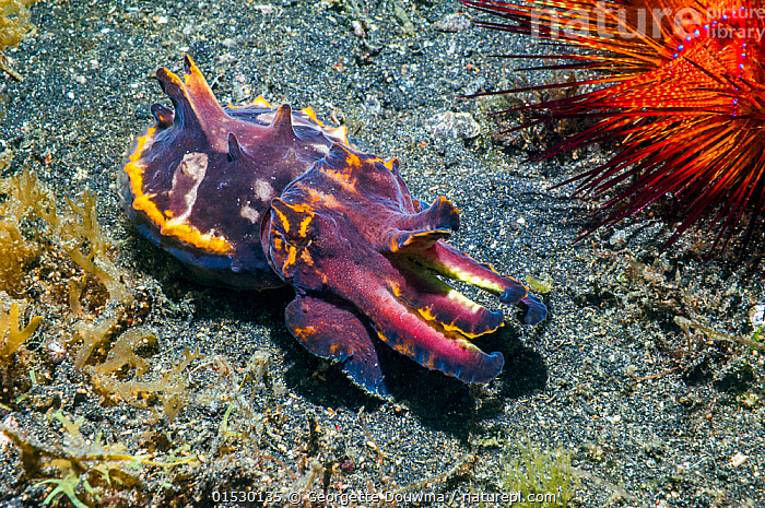Stock photo of Flamboyant cuttlefish (Metasepia pfefferi) Lembeh strait ...