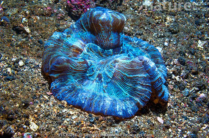 Stock photo of Open / Folded brain coral (Trachyphyllia geoffroyi) The ...